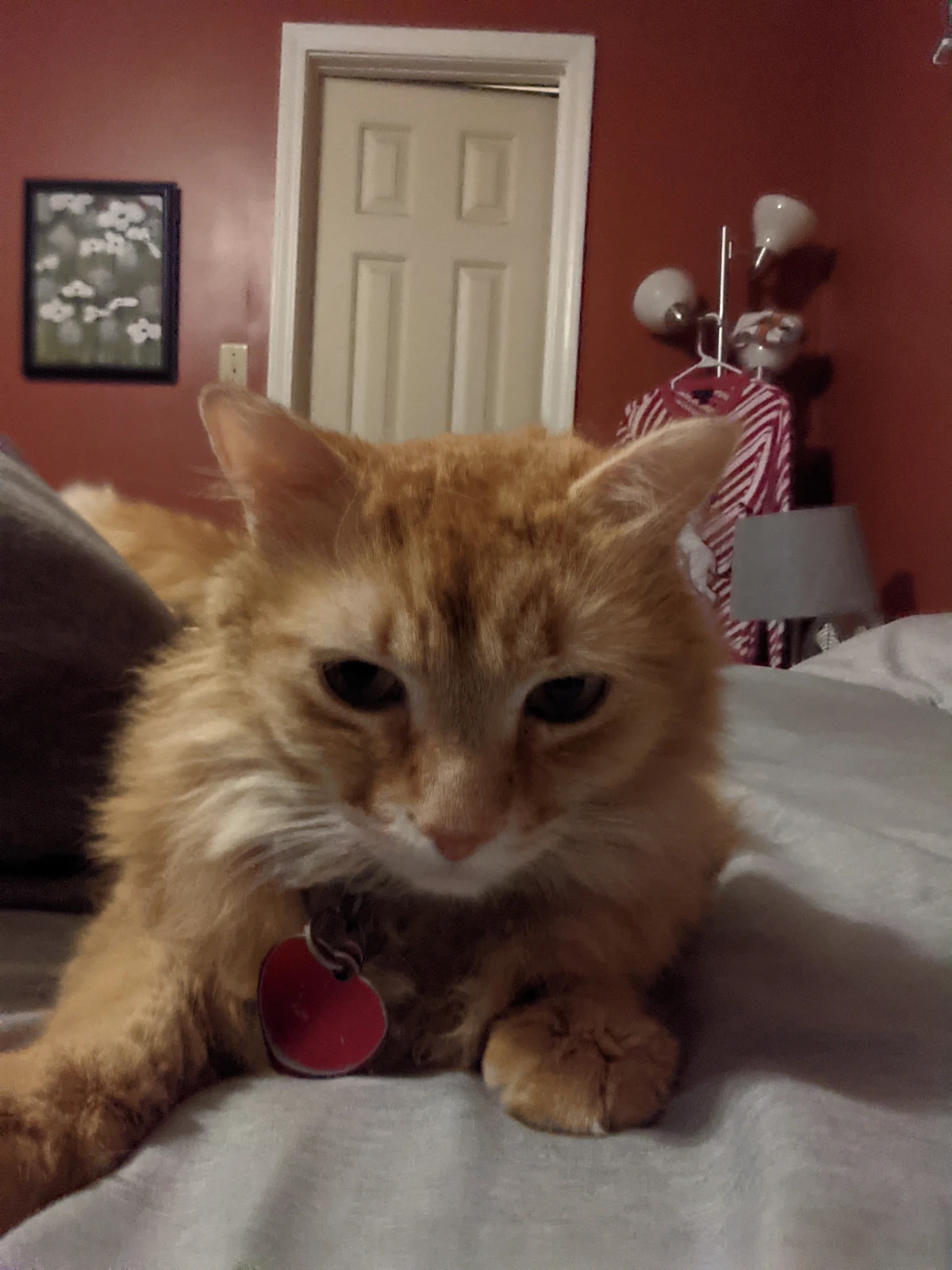 Junky | The tacocratic union Wiki | Fandom