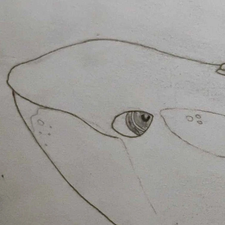 Shiko | The Tank Bale Wiki | Fandom