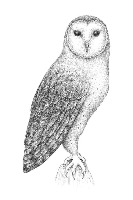 Hedwig (owl) | The Targaryen Realm Wiki | Fandom