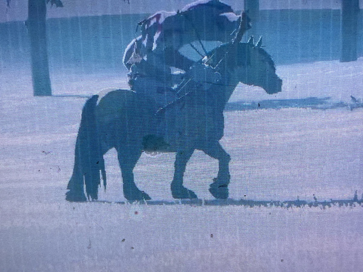 Bokobhorse | The Tirtyacres Wiki | Fandom