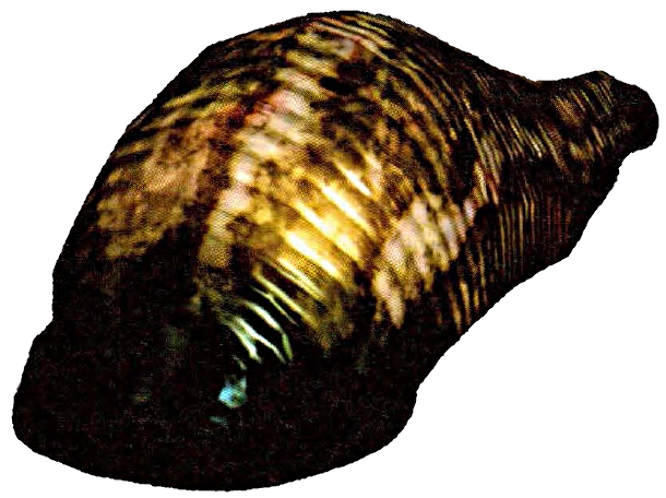 Giant Leech | The Tome of Magic Wiki | Fandom