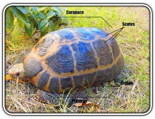 The Tortoise's Shell | The Tortoise Apedia Wiki | Fandom