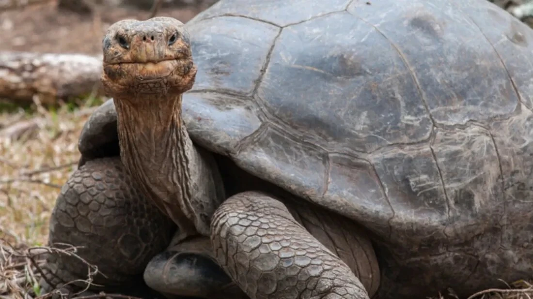 16 Fun Facts About Tortoises | The Tortoise Apedia Wiki | Fandom