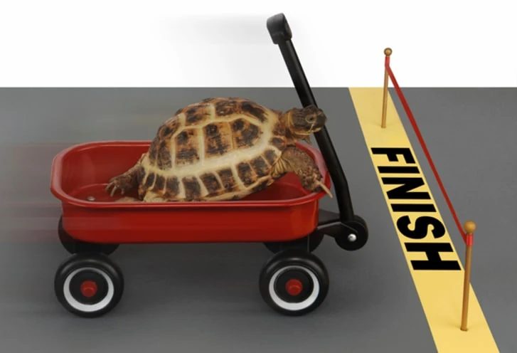 16 Fun Facts About Tortoises | The Tortoise Apedia Wiki | Fandom