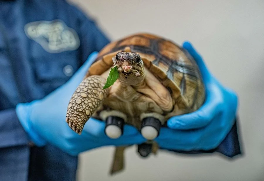 Three-Legged Tortoise Rescued From Smugglers Is Enjoying New Life At ...