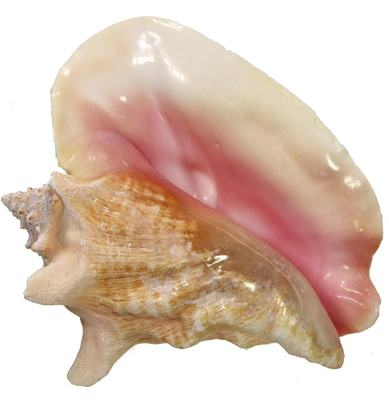Sea Shell | The Toy Chest Of Baby Einstein Wiki | Fandom