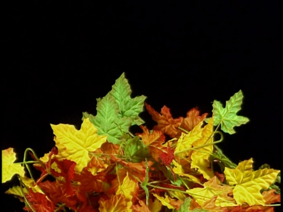 Fall Leaves Pile | The Toy Chest Of Baby Einstein Wiki | Fandom