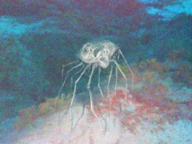 Ocean Spider | The Trevor Henderson Creatures Wiki | Fandom