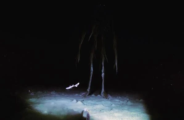 Ocean Floor Creature | The Trevor Henderson Creatures Wiki | Fandom