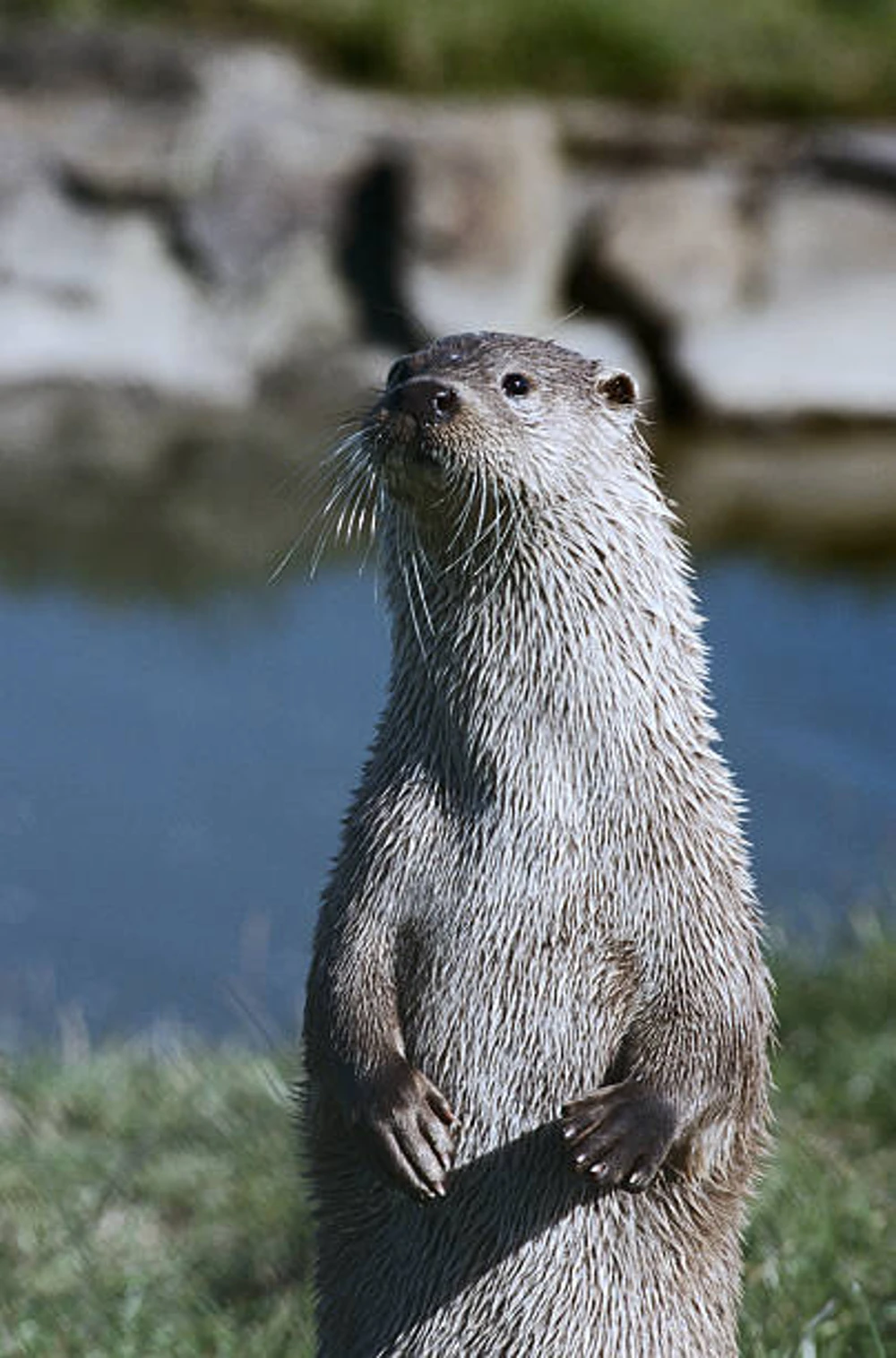 Concerto for Two Trumpets in C Major, RV 537, 1st Movement | The True ...