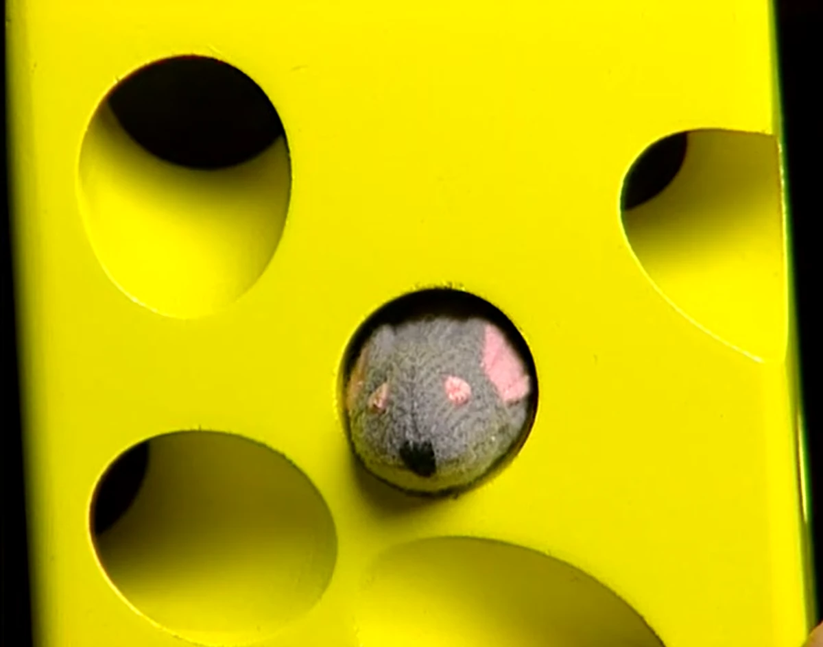 Threading Cheese | The True Baby Einstein Wiki | Fandom