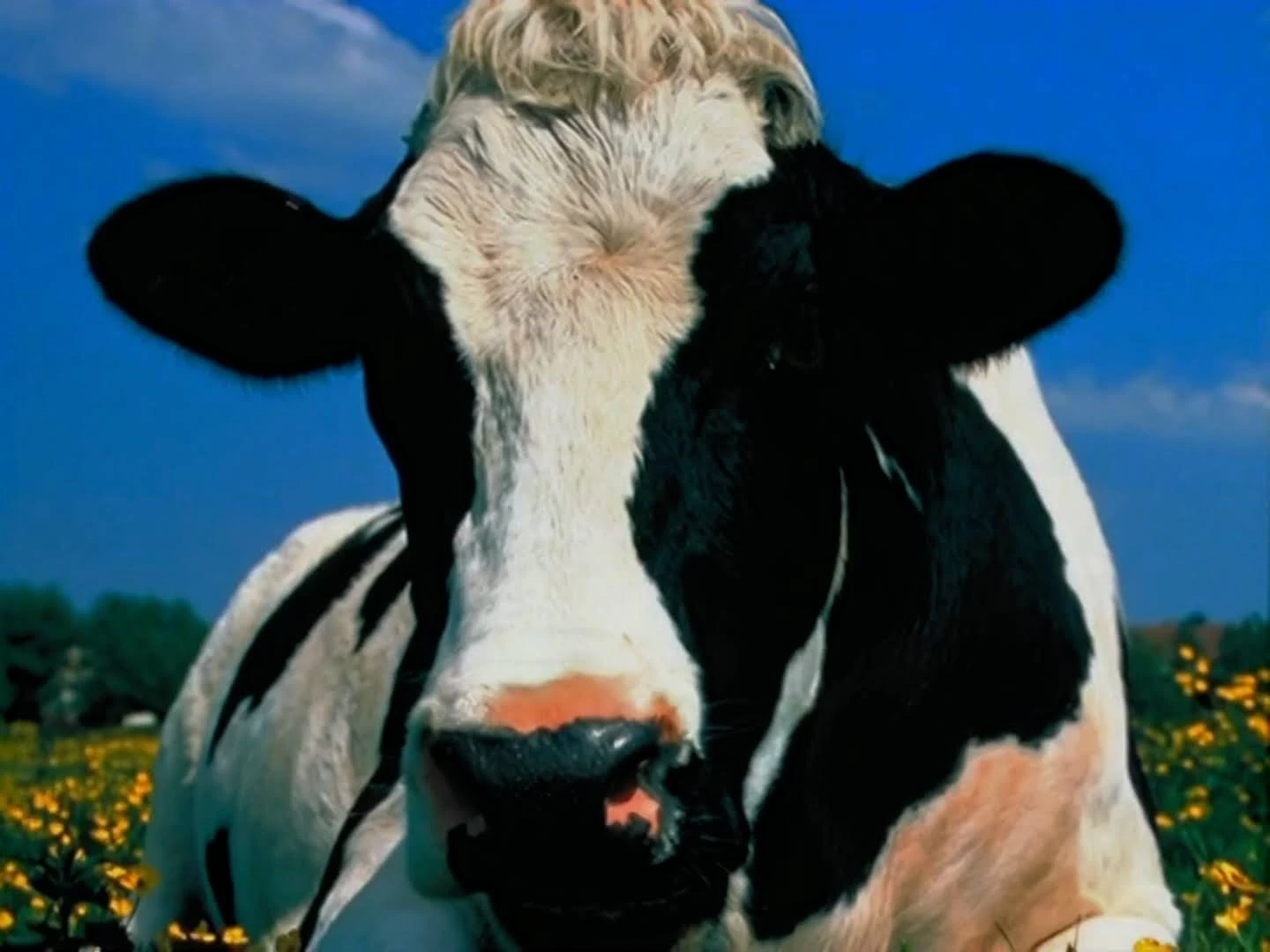 Cow (Baby Dolittle) | The True Baby Einstein Wiki | Fandom