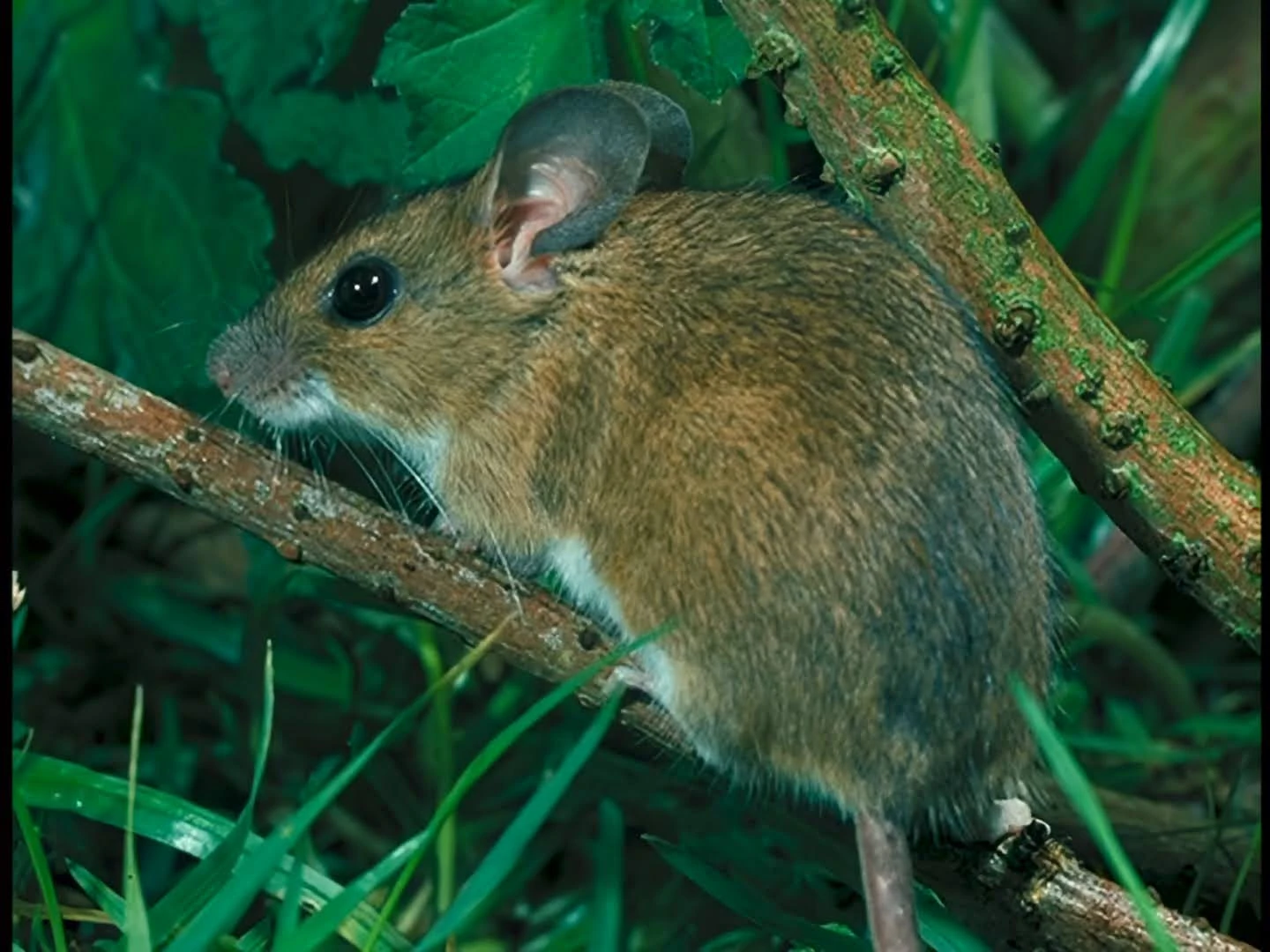 Mouse (Baby Dolittle) | The True Baby Einstein Wiki | Fandom