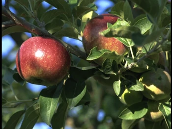 The Apple Tree | The True Baby Einstein Wiki | Fandom