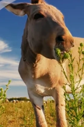 Addition with Donkeys | The True Baby Einstein Wiki | Fandom
