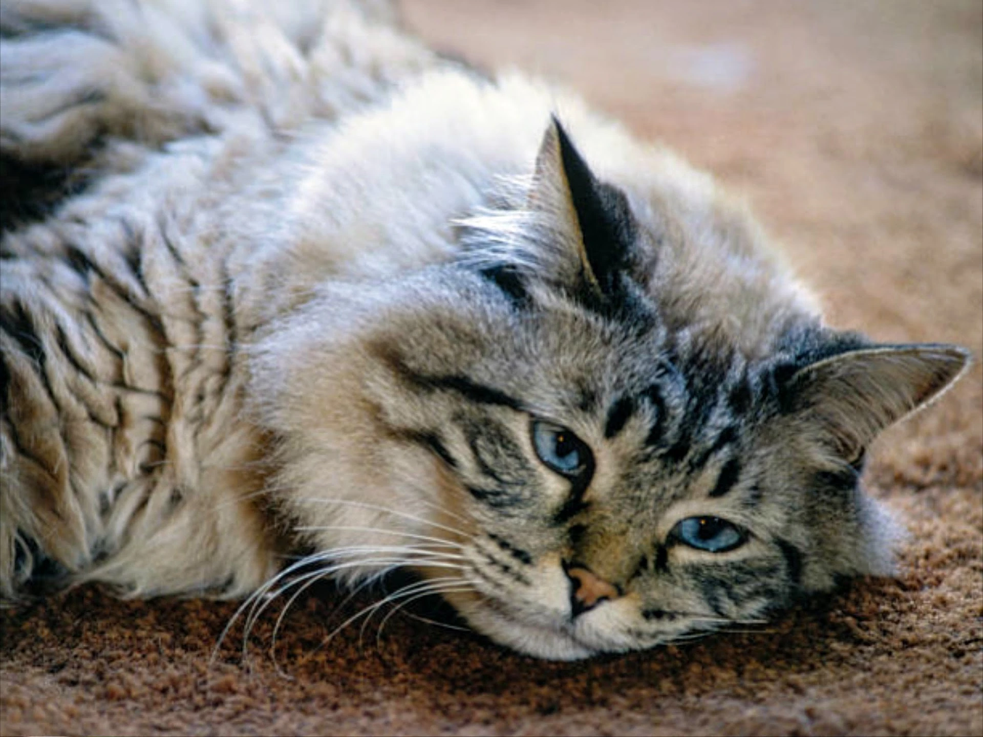 Discuss Everything About The True Baby Einstein Wiki | Fandom