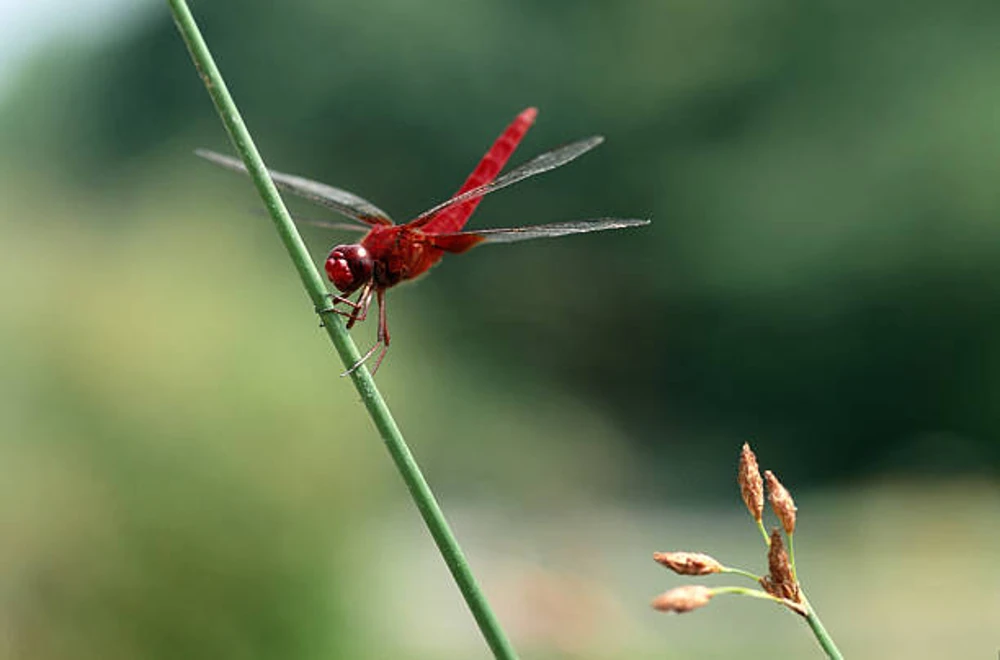 Dragonfly (Baby Dolittle) | The True Baby Einstein Wiki | Fandom