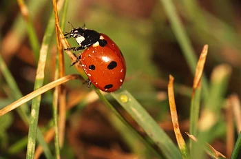 Ladybug (Baby Dolittle) | The True Baby Einstein Wiki | Fandom