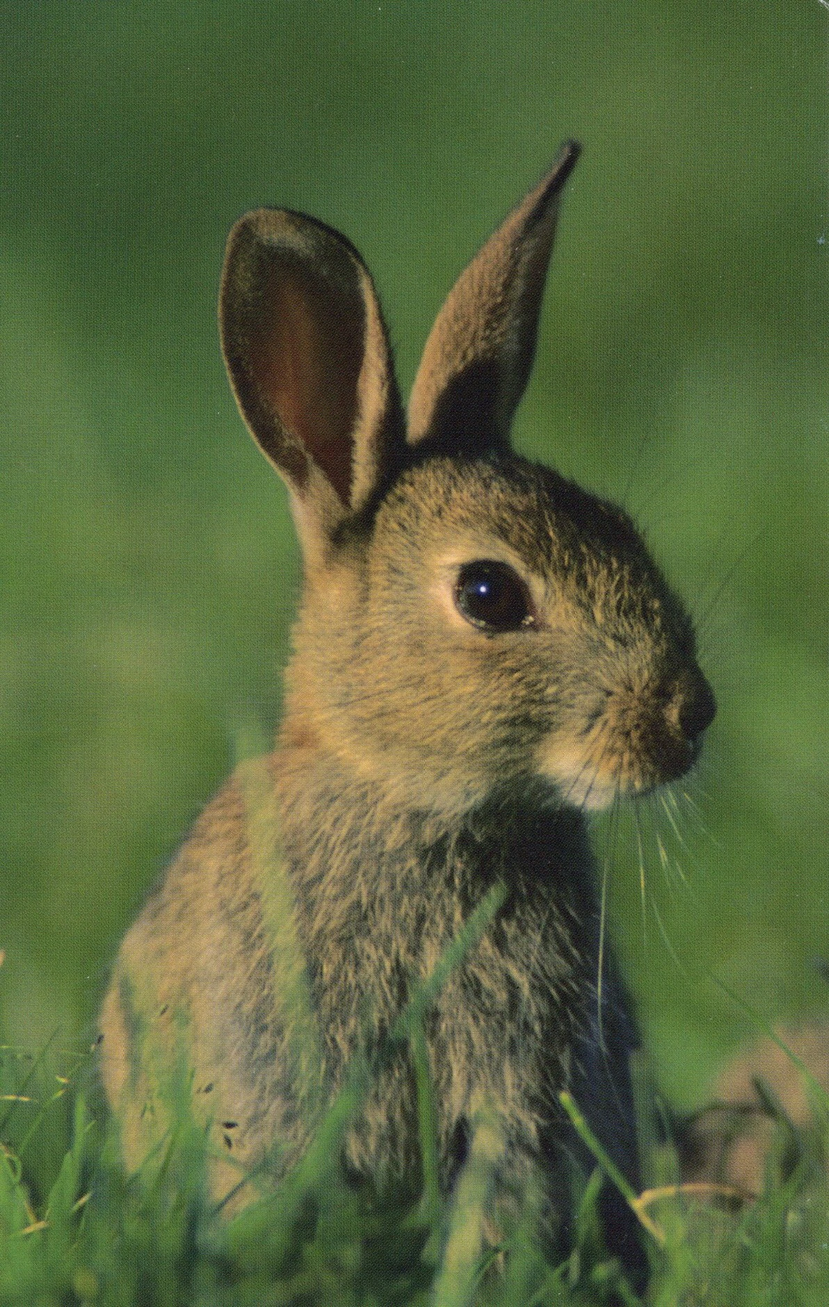 Rabbit (Baby Dolittle) | The True Baby Einstein Wiki | Fandom