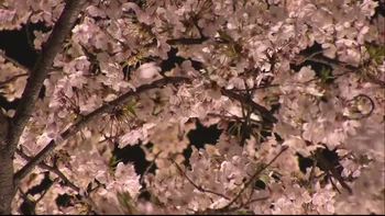 Mo Li Hua (Jasmine Flower) | The True Baby Einstein Wiki | Fandom