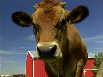 The Calf-Path | The True Baby Einstein Wiki | Fandom