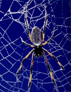Spider (Baby Dolittle) | The True Baby Einstein Wiki | Fandom