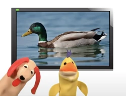 Baby Einstein Duck Little Einsteins Duck, Duck,