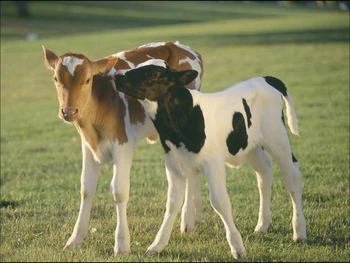 Variations on "Ah Vous Dirai-Je, Maman", K. 265/300e, Animals Variant | The True Baby Einstein ...