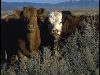 The Calf-Path | The True Baby Einstein Wiki | Fandom