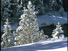 The Revival | The True Baby Einstein Wiki | Fandom