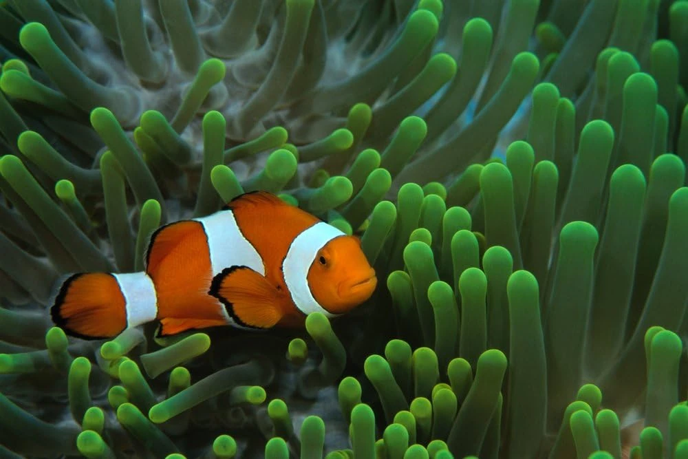 Reef Fish (Baby Dolittle) | The True Baby Einstein Wiki | Fandom