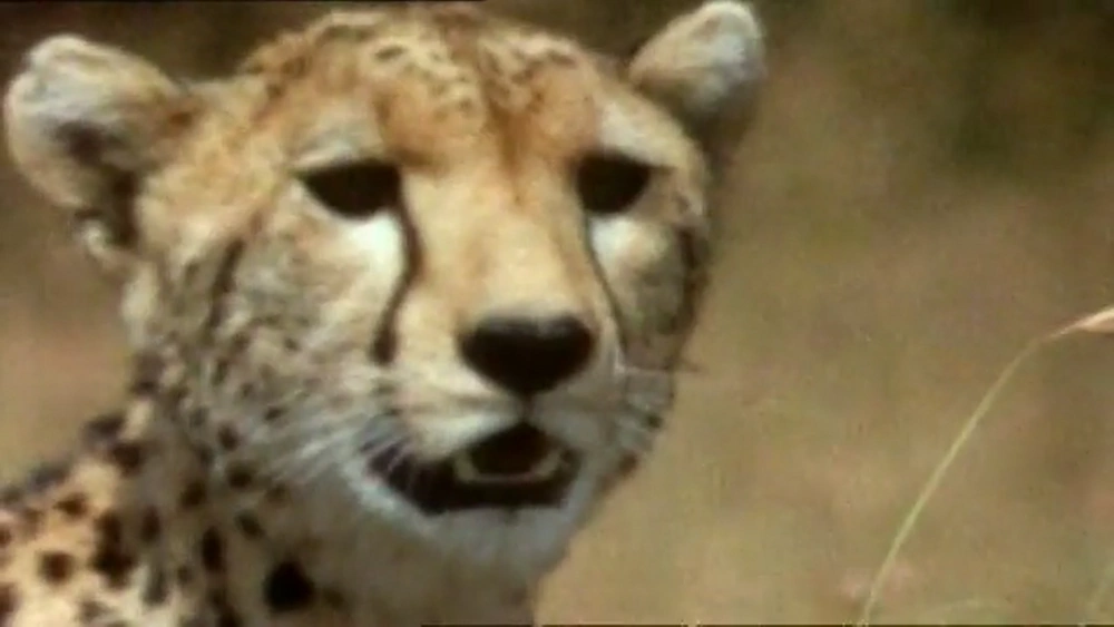 Cheetah | The truth about Killer Dinosaurs Wiki | Fandom
