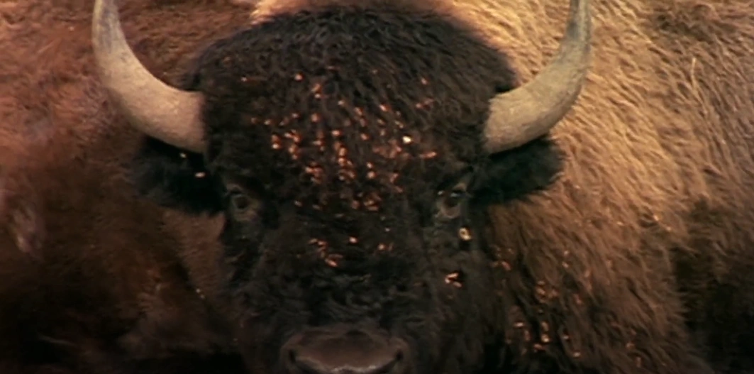 American Bison | The truth about Killer Dinosaurs Wiki | Fandom