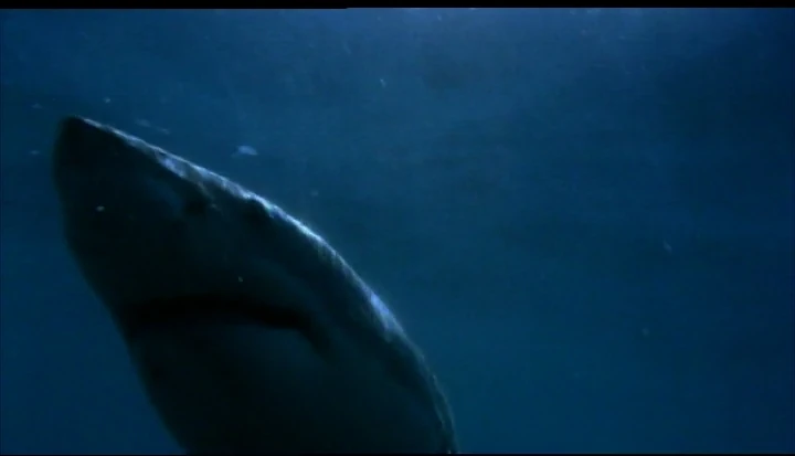 Great White Shark | The truth about Killer Dinosaurs Wiki | Fandom