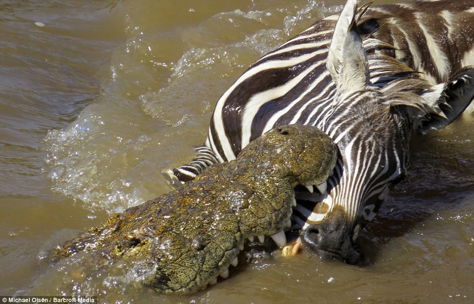 Zebra | The truth about Killer Dinosaurs Wiki | Fandom