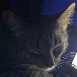 Cat | The Turtle Shell Wiki | Fandom