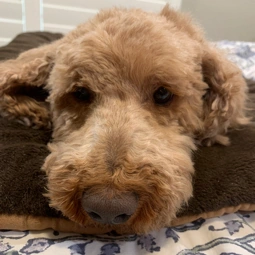 Emily | The Turtle Shell Wiki | Fandom