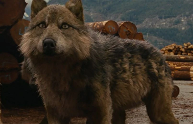 Twilight Collin Littlesea Wolf Form