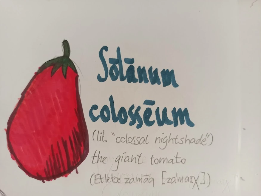 Matoto | The Two Constructed Continents Wiki | Fandom