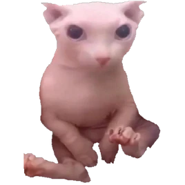 Bingus | The Ultimate cat Wiki | Fandom