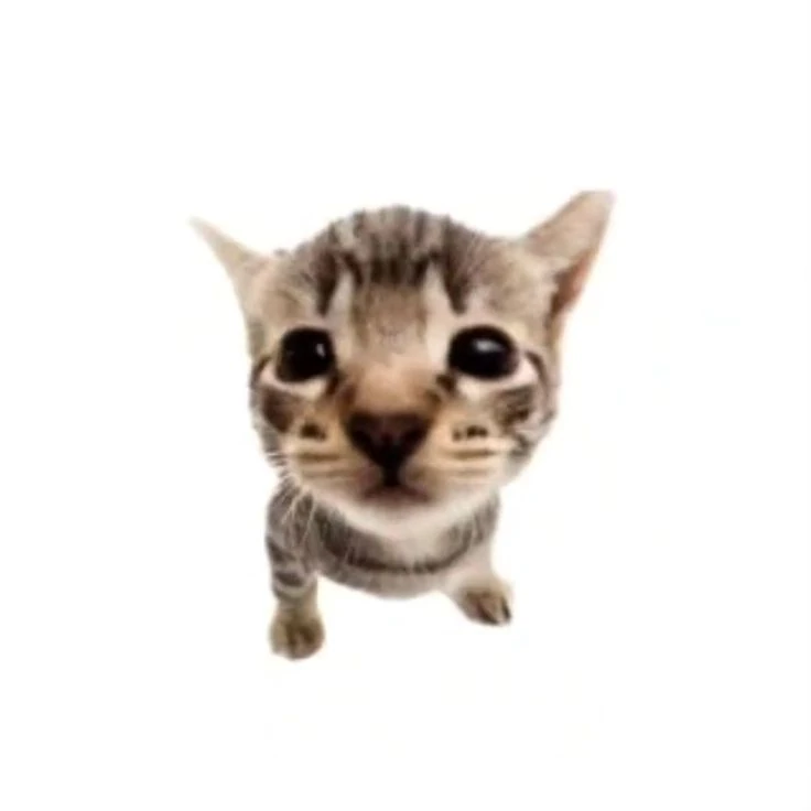 The Ultimate cat Wiki | Fandom