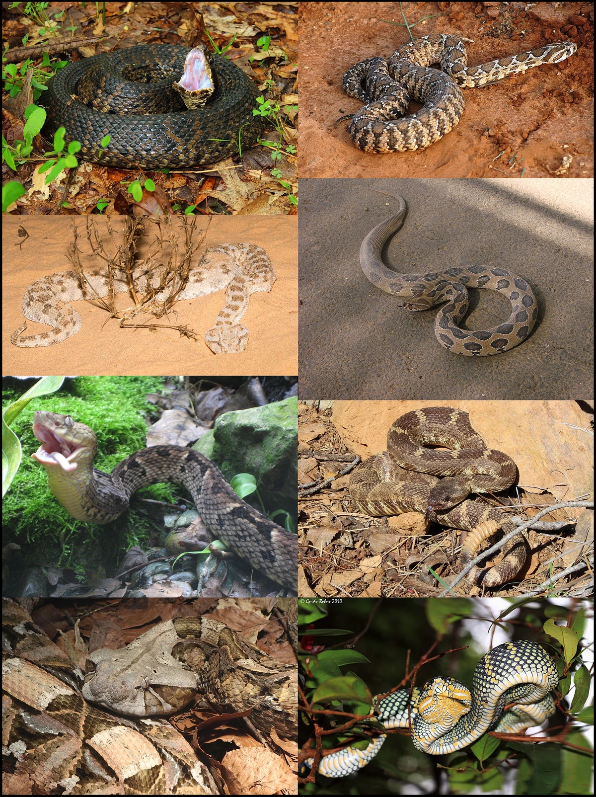 Viperidae | The Ultimate Crossover Wiki | Fandom