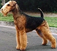Airedale Terrier | The Ultimate Crossover Wiki | Fandom