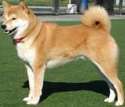 Shiba Inu | The Ultimate Crossover Wiki | Fandom