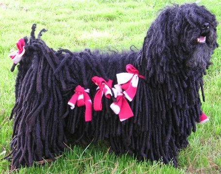 Puli dog | The Ultimate Crossover Wiki | Fandom