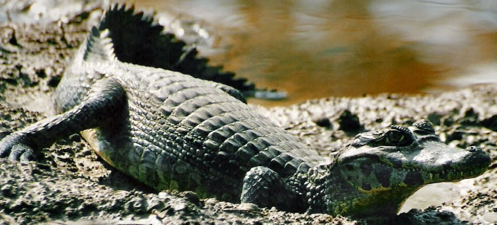 Caiman | The Ultimate Crossover Wiki | Fandom