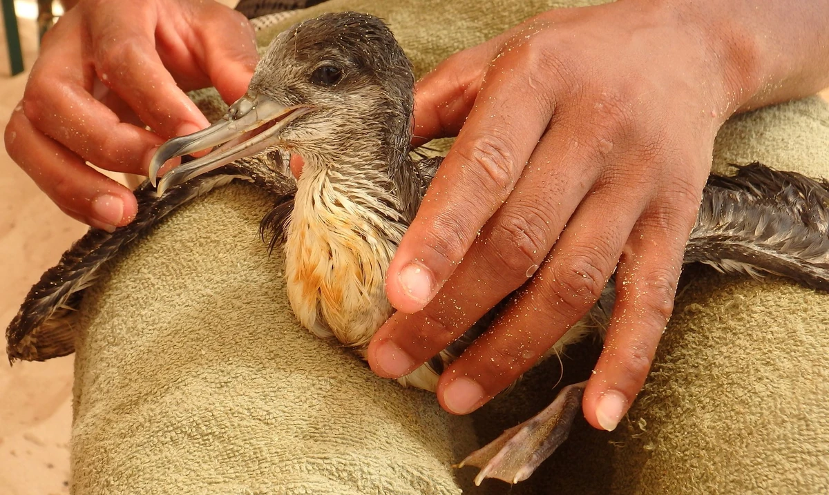 Cape Verde shearwater | The Ultimate Crossover Wiki | Fandom