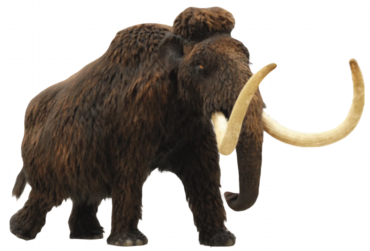 Woolly Mammoth | The Ultimate Dinopedia Wiki | Fandom