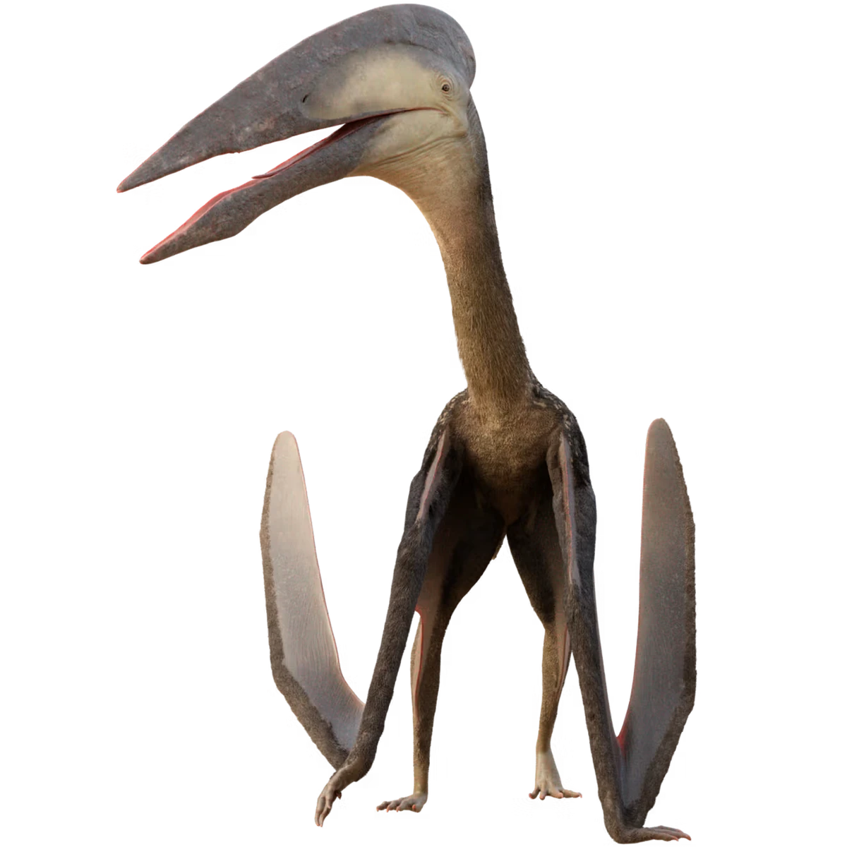 Hatzegopteryx | The Ultimate Dinopedia Wiki | Fandom