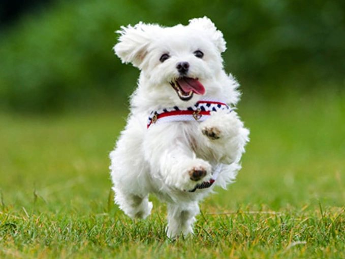 Article Style | The Ultimate Dog Wiki | Fandom